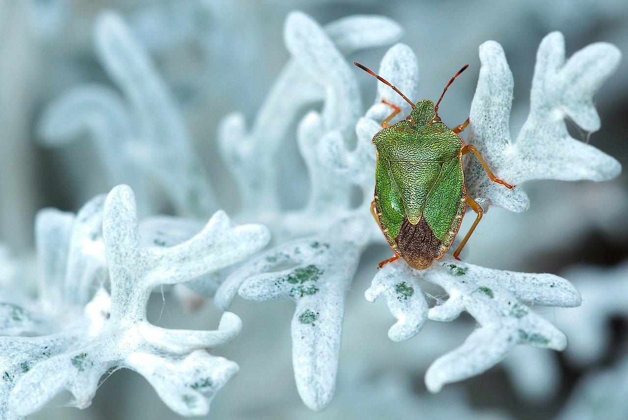 A Sorting Bug